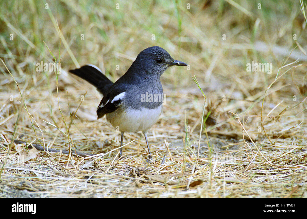 Copsychus saularis female hi-res stock photography and images - Alamy