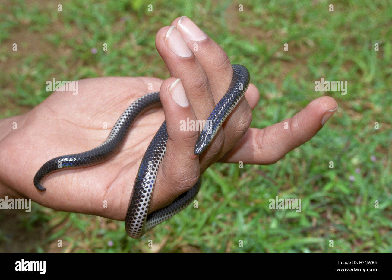Shield tail snake hi-res stock photography and images - Alamy