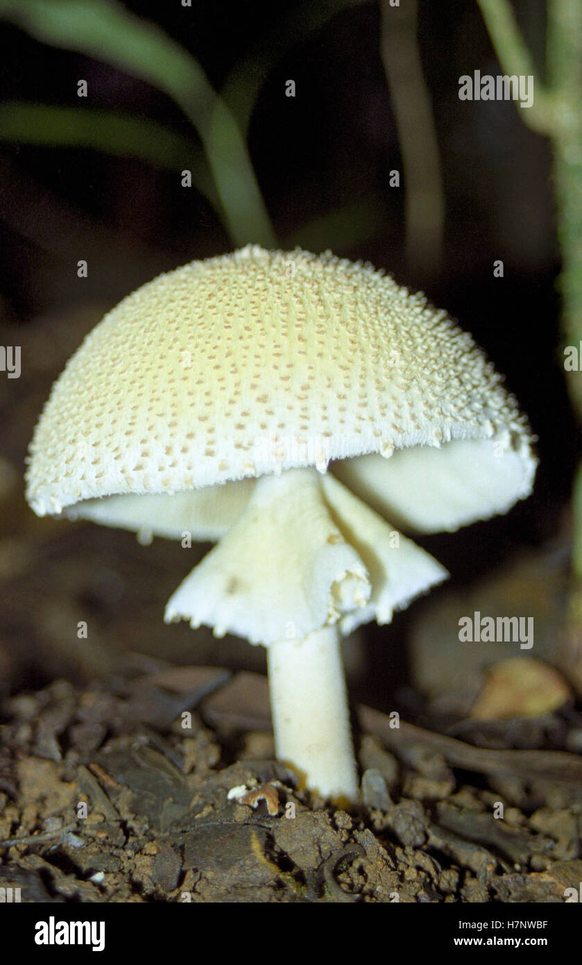 Wild Mushroom, at Amboli Western Ghats, Maharashtra, India Stock Photo ...