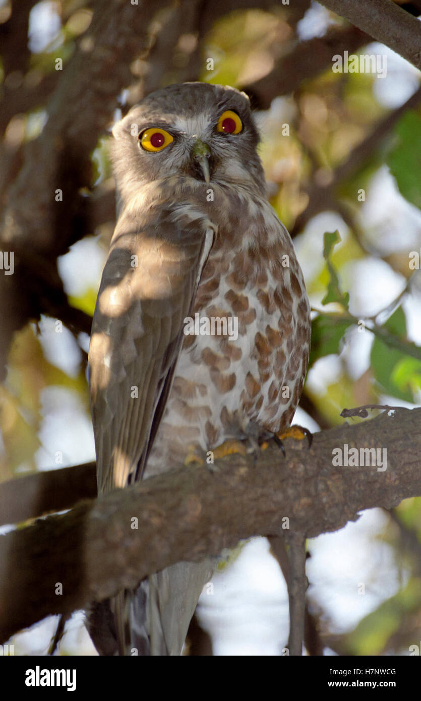 Hawk owl india hi-res stock photography and images - Alamy