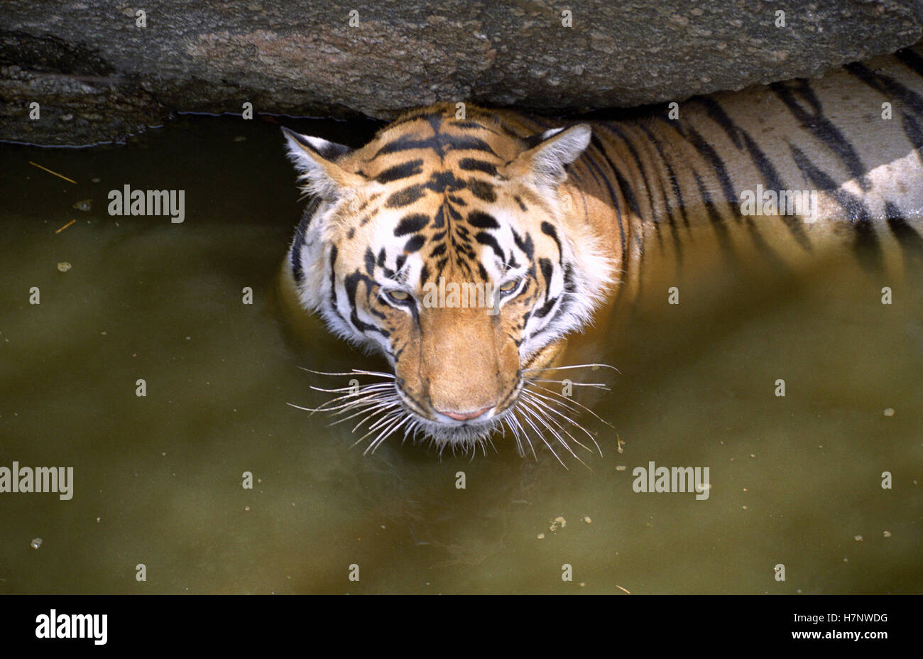 Male Tiger-Panthera tigris, at Kanha National Park, Madhya Pradesh ...