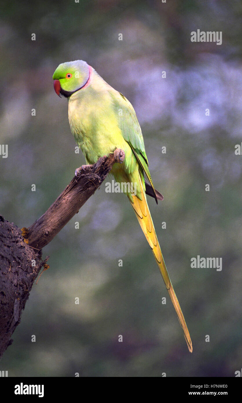 Rose-ringed Parakeet Male-Psittacula krameri, at Keoladeo National park ...