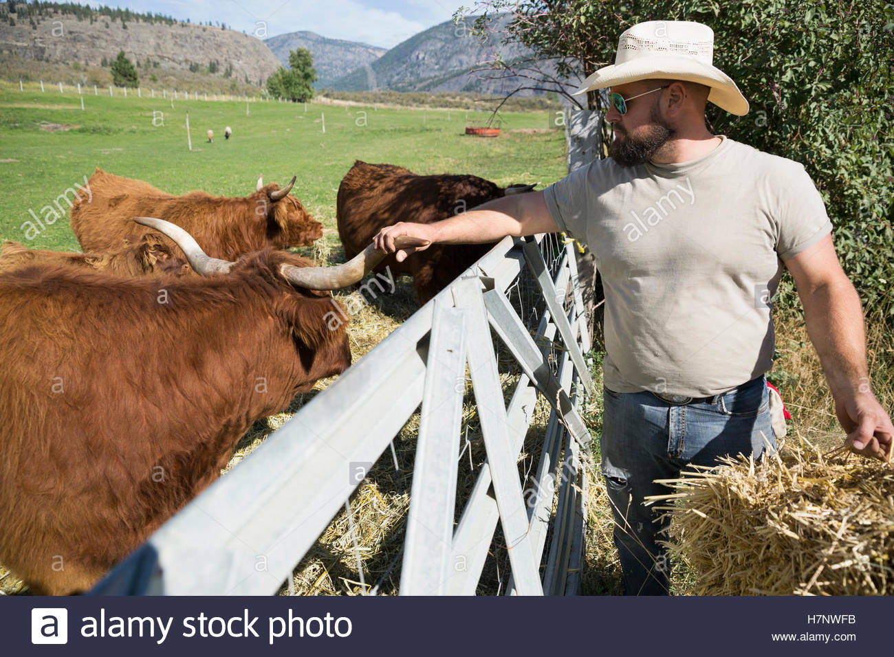 Farmer touching cow hi-res stock photography and images - Alamy