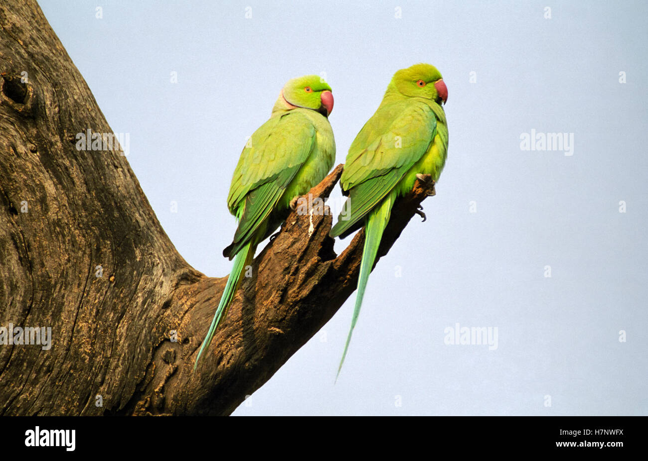 Rose ringed parakeets hi-res stock photography and images - Alamy