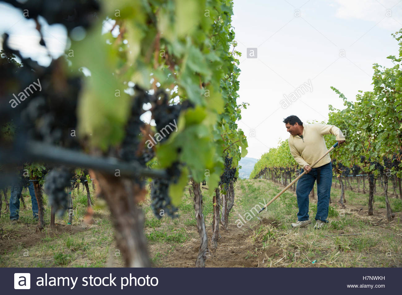 Worker raking working in vineyard among vines Stock Photo - Alamy