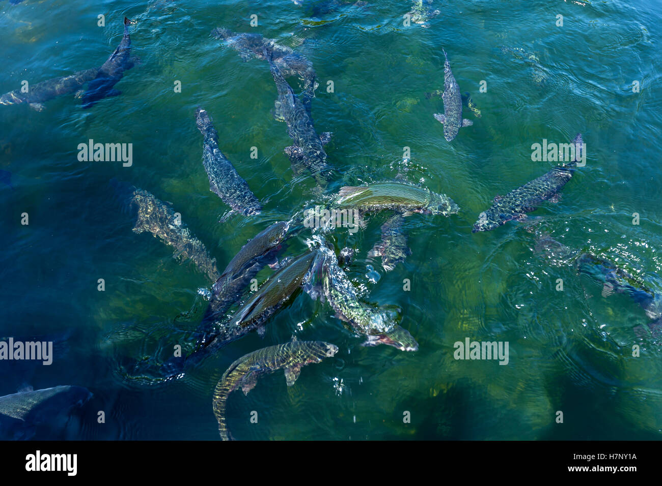 trout, river, water, fly, fishing, fish, freshwater, stream, green, fin ...