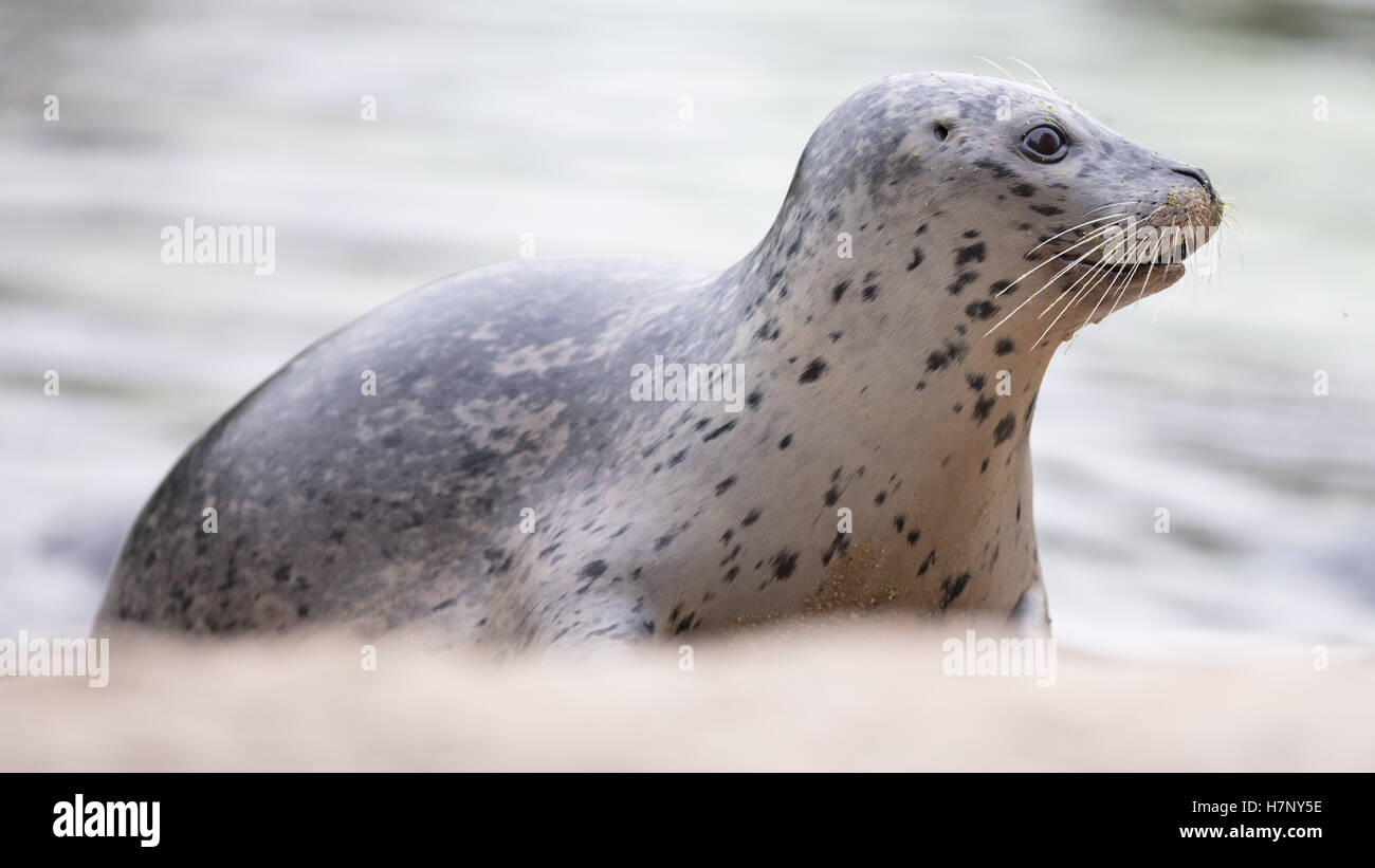 Common seal being fed by a human Stock Photo - Alamy