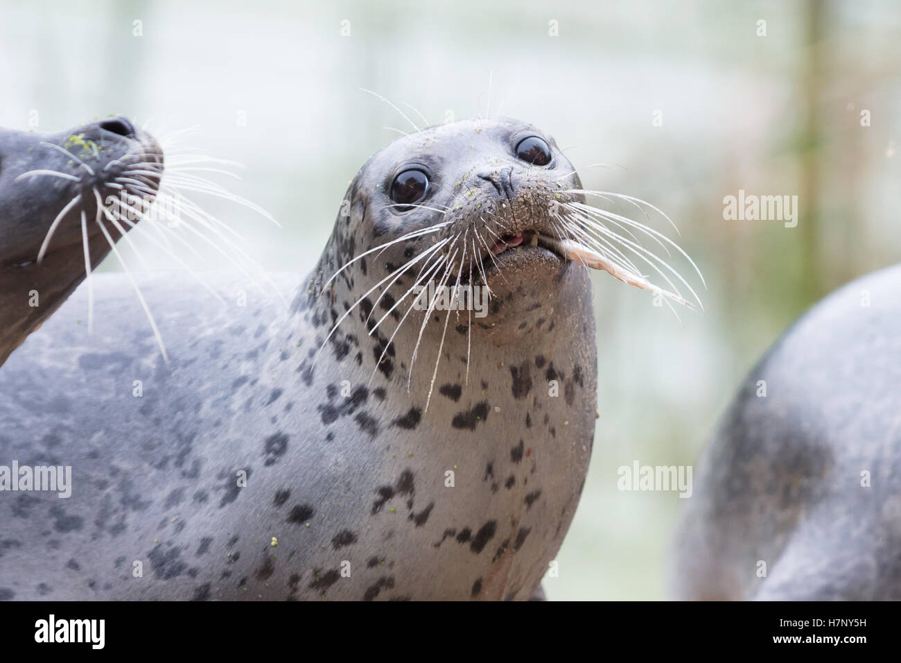 Common seal being fed by a human Stock Photo - Alamy