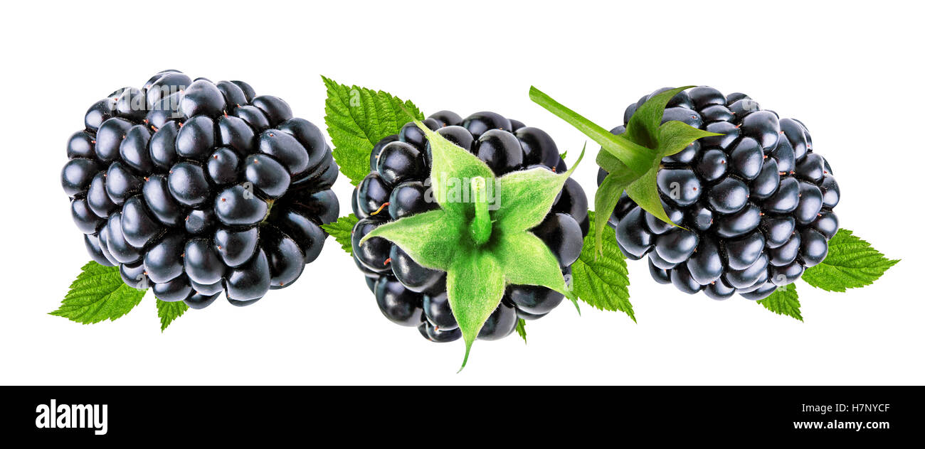 blackberry isolated on white background Stock Photo - Alamy