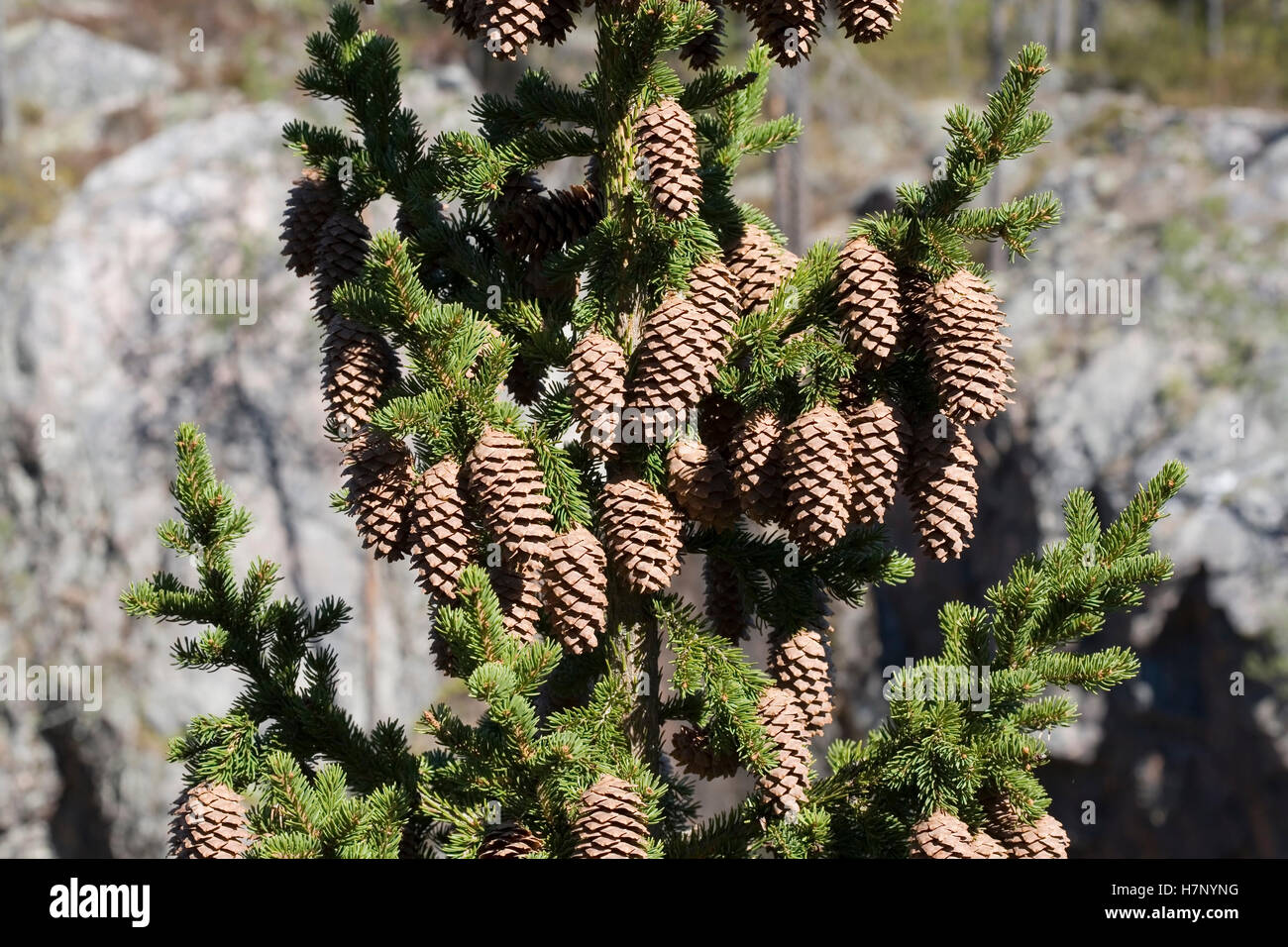 Vegetation cones hi-res stock photography and images - Alamy