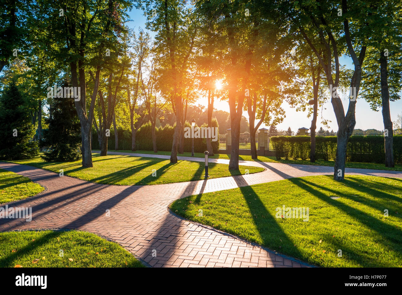 Trees in the park Stock Photo - Alamy