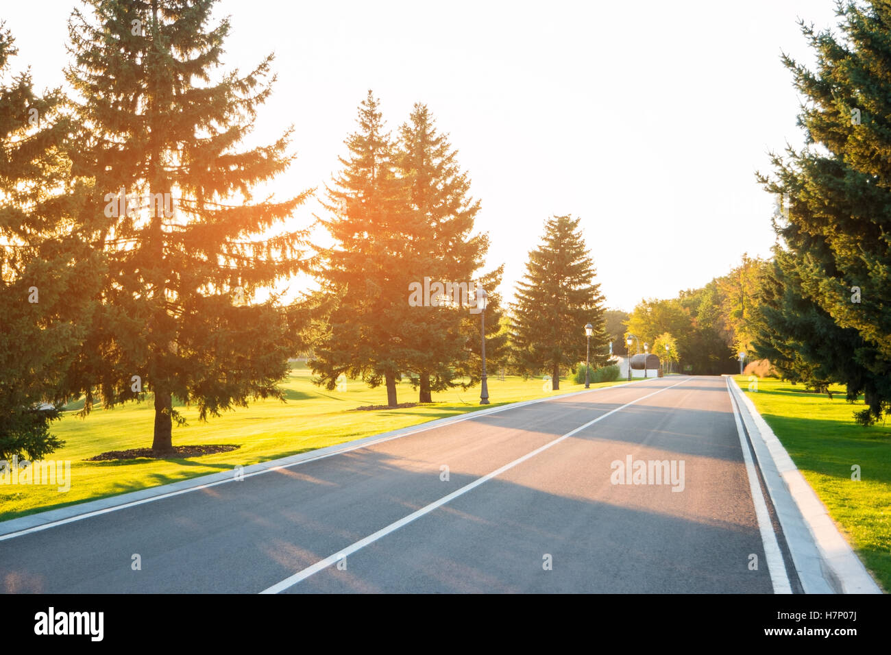 Trees near the road Stock Photo - Alamy