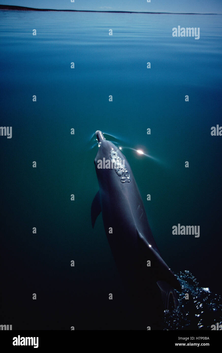 Bottlenose Dolphin (Tursiops truncatus) surfacing, Australia Stock Photo - Alamy