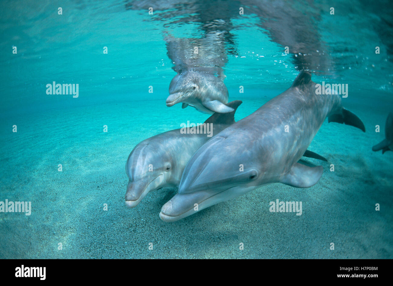 Bottlenose Dolphin (Tursiops truncatus) underwater trio, Hawaii Stock Photo - Alamy