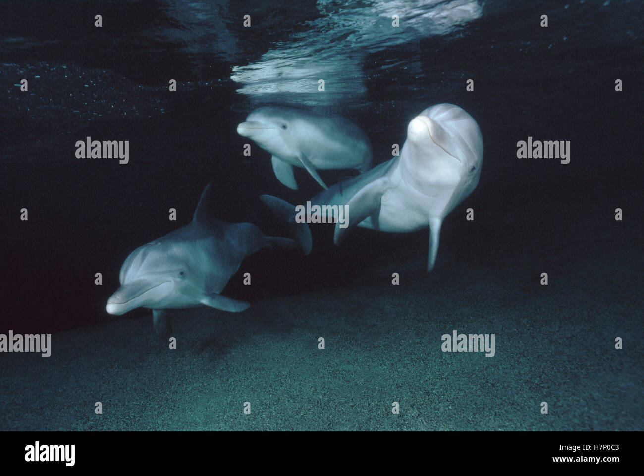 Bottlenose Dolphin (Tursiops truncatus) underwater trio, Hawaii Stock Photo - Alamy