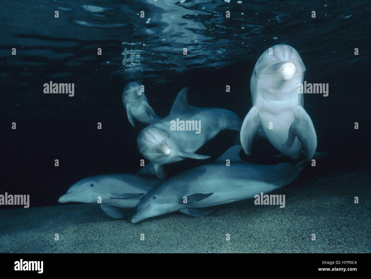 Bottlenose Dolphin (Tursiops truncatus) underwater trio, Hawaii Stock Photo - Alamy