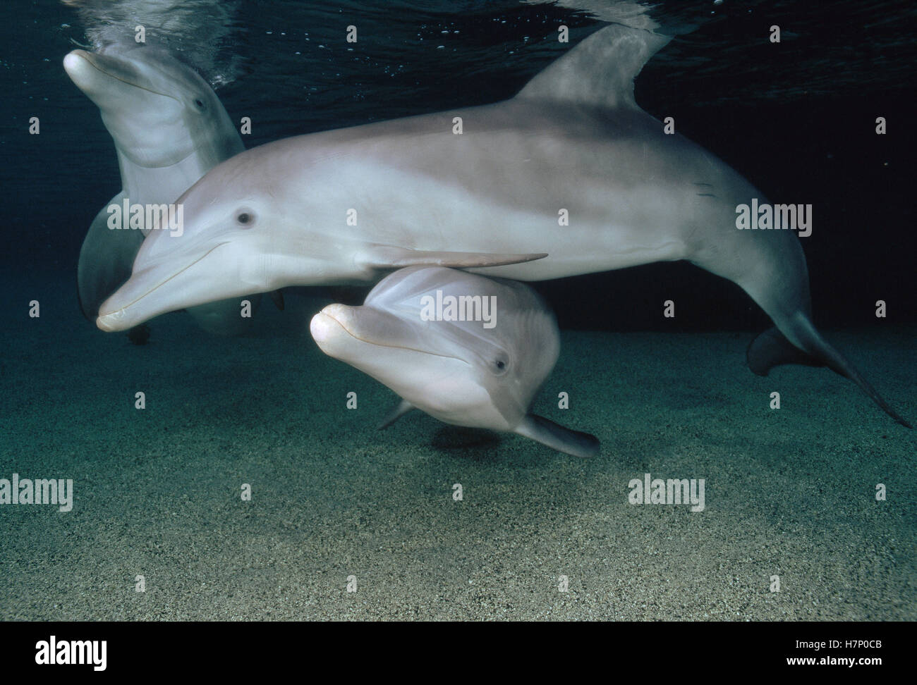 Bottlenose Dolphin (Tursiops truncatus) underwater trio, Hawaii Stock Photo - Alamy