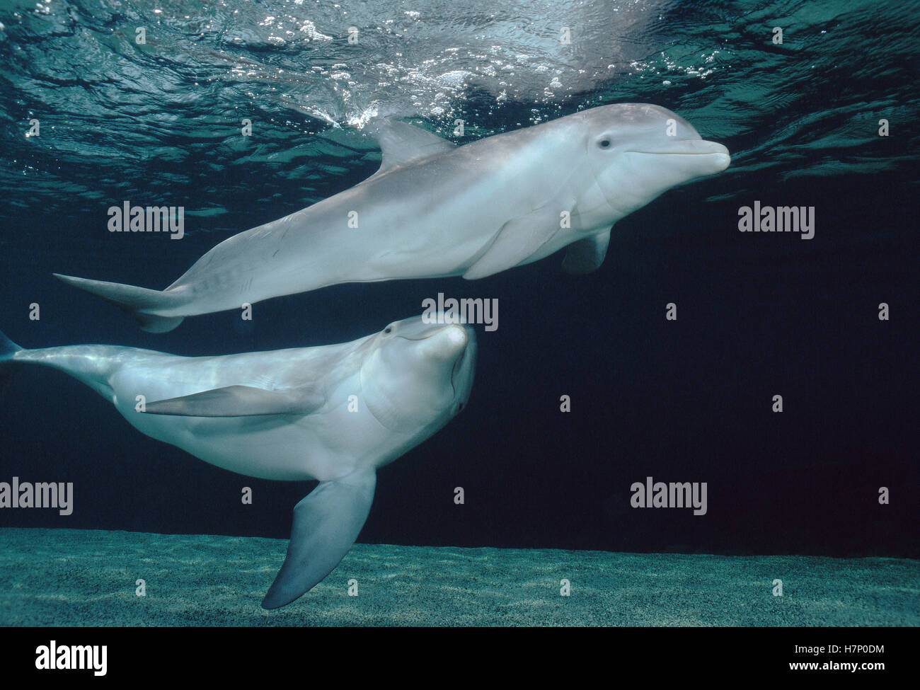 Bottlenose Dolphin (Tursiops truncatus) underwater pair, Hawaii Stock ...