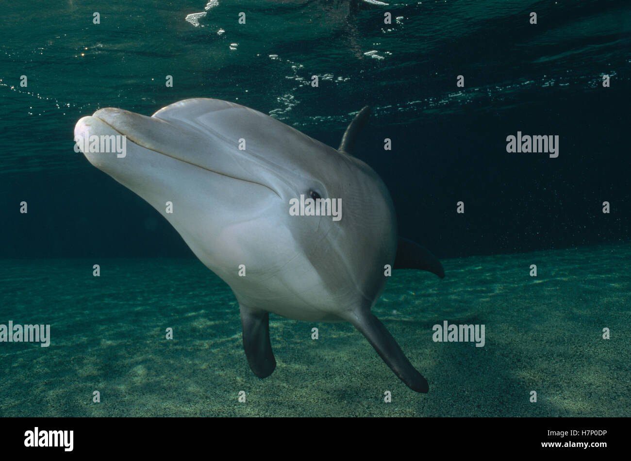 Bottlenose Dolphin (Tursiops truncatus) underwater portrait, Hawaii ...