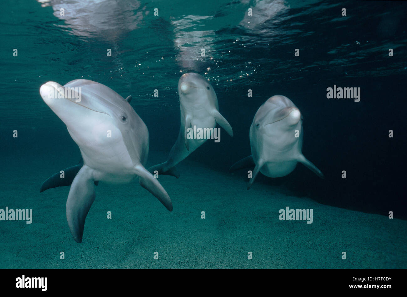 Bottlenose Dolphin (Tursiops truncatus) underwater trio, Hawaii Stock Photo - Alamy