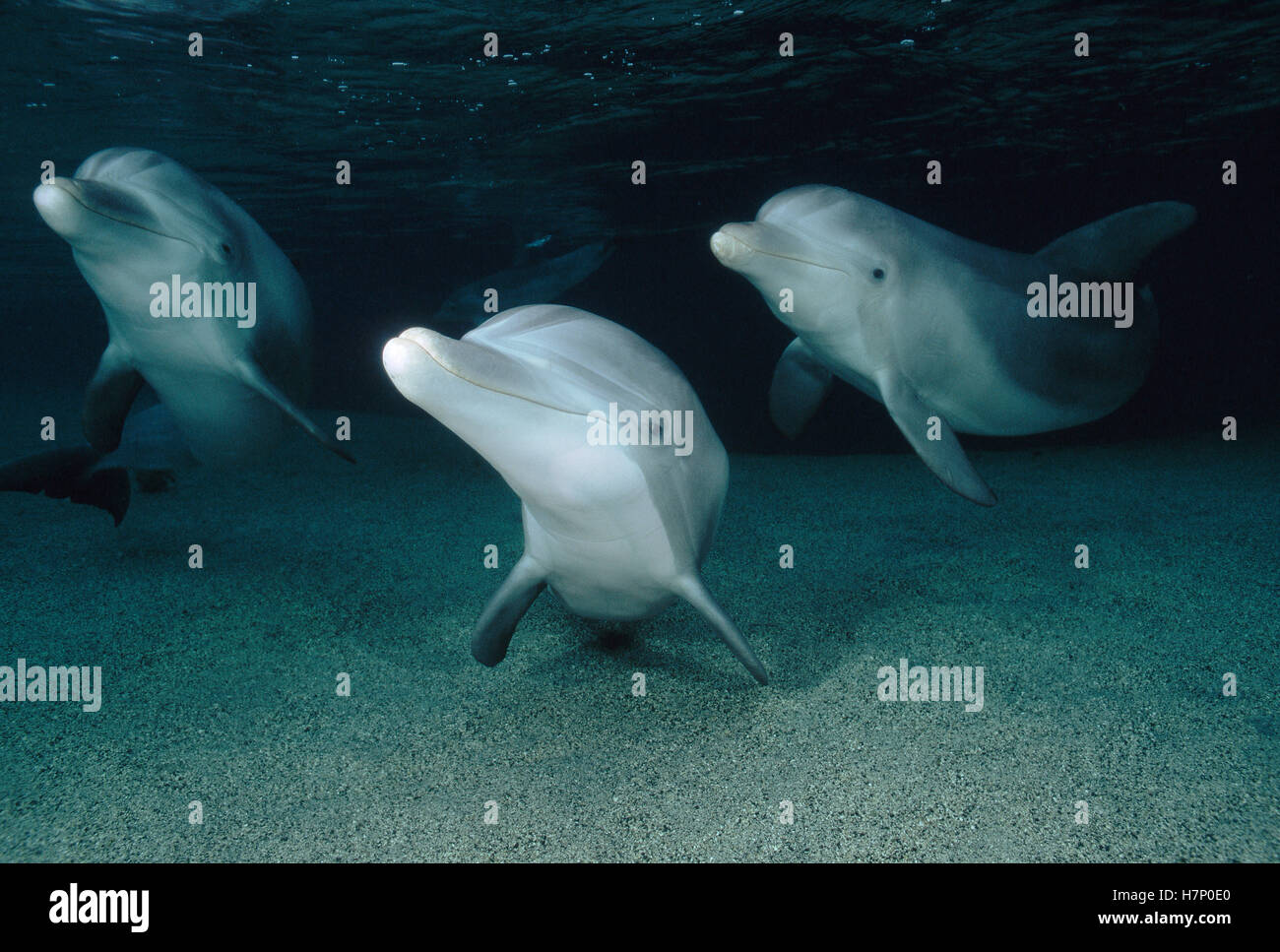Bottlenose Dolphin (Tursiops truncatus) underwater trio, Hawaii Stock Photo - Alamy