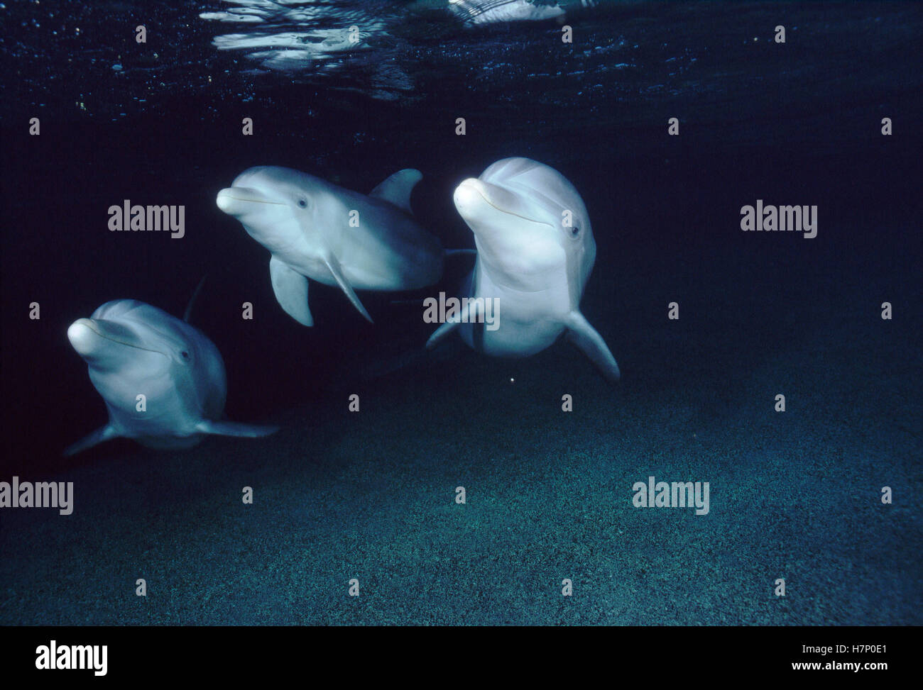 Bottlenose Dolphin (Tursiops truncatus) underwater trio, Hawaii Stock ...