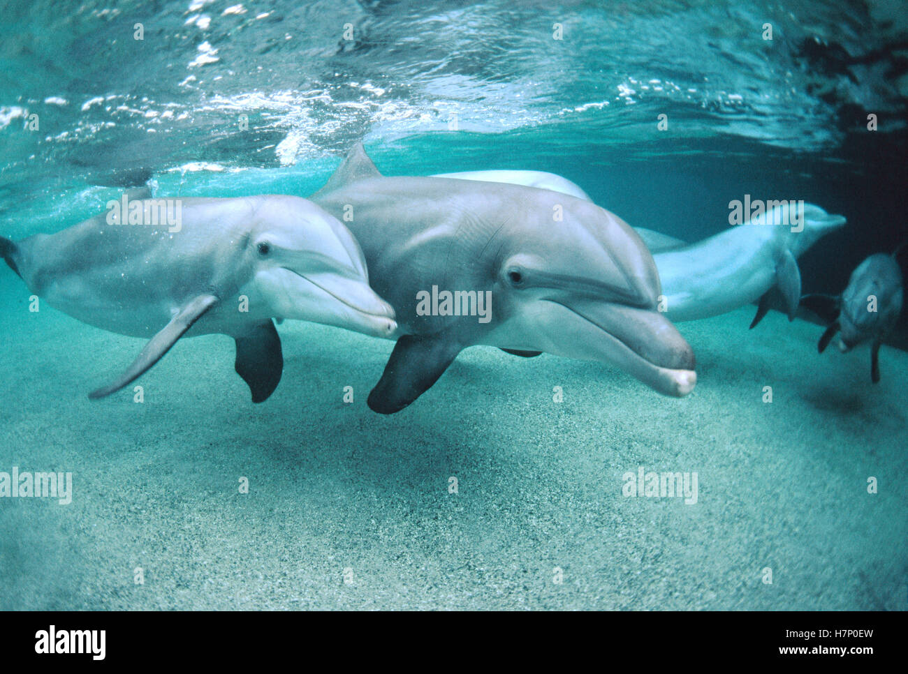 Bottlenose Dolphin (Tursiops truncatus) underwater pair, Hawaii Stock ...