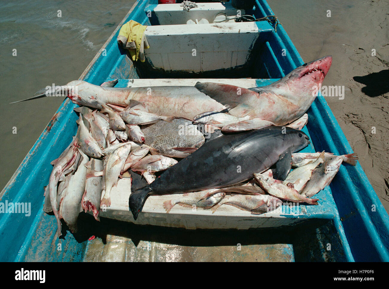 Vaquita (Phocoena sinus) by-catch mortality, caught in gill net for ...