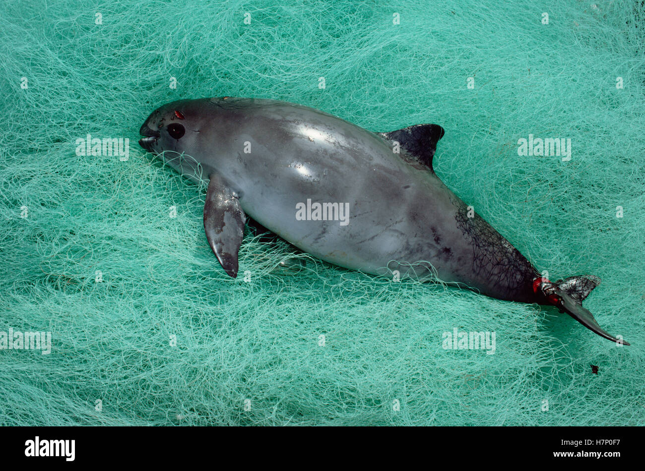 Vaquita (Phocoena sinus) by-catch casualty, Baja California, Mexico ...