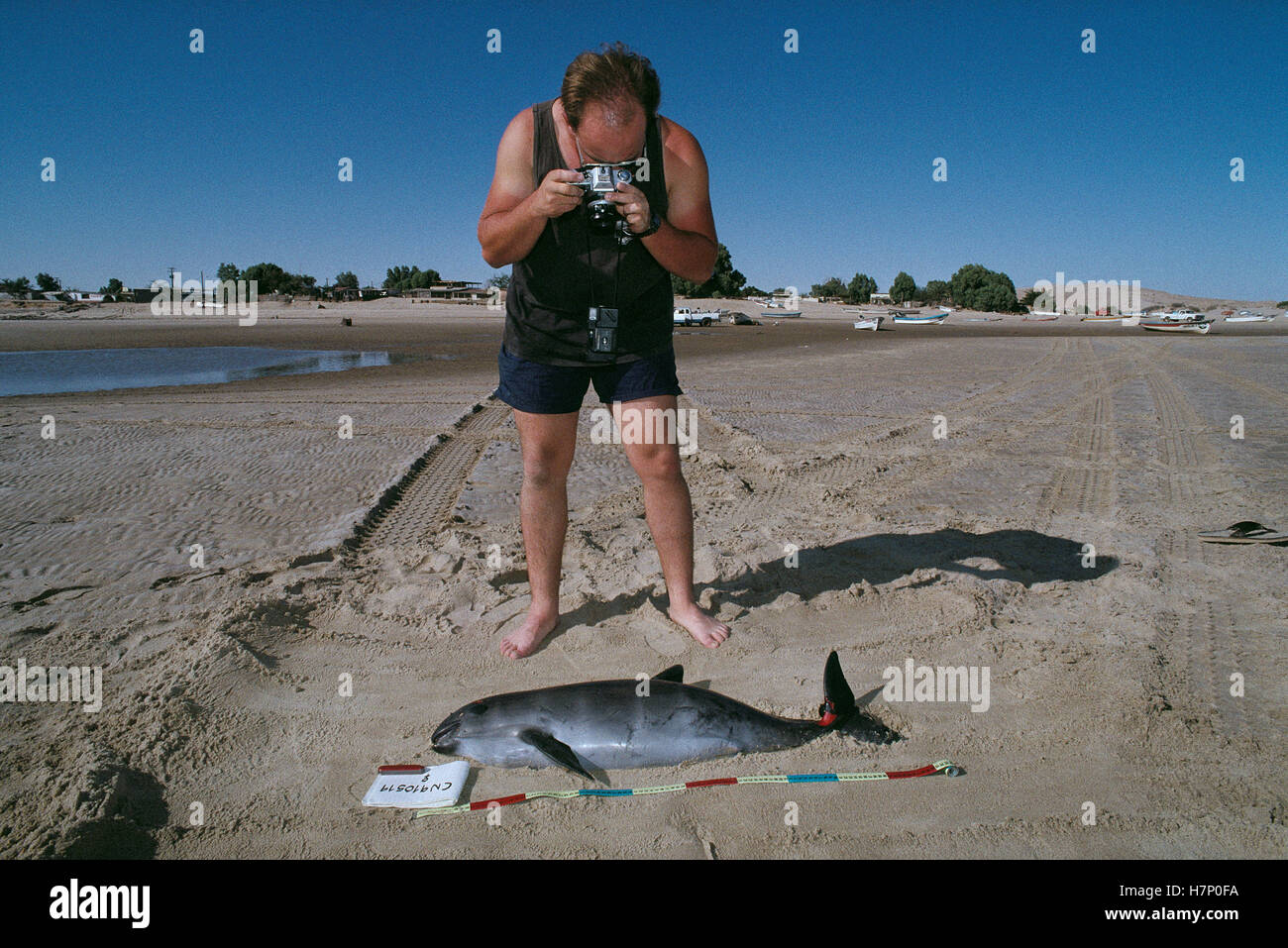 Vaquita (Phocoena sinus) porpoise killed as by-catch in gill net meant ...