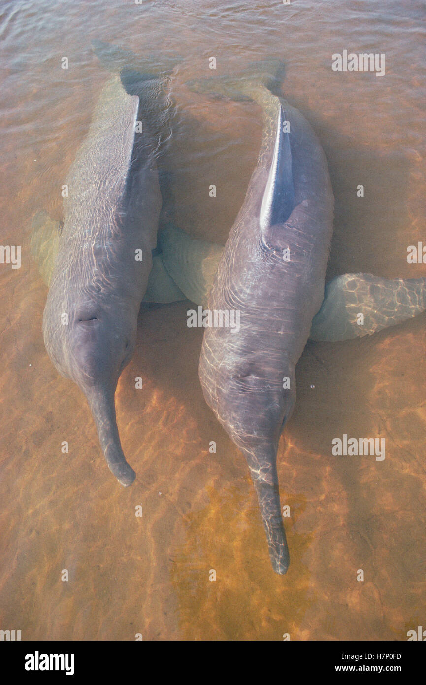 Amazon River Dolphin (Inia geoffrensis) male and female rescued from a ...