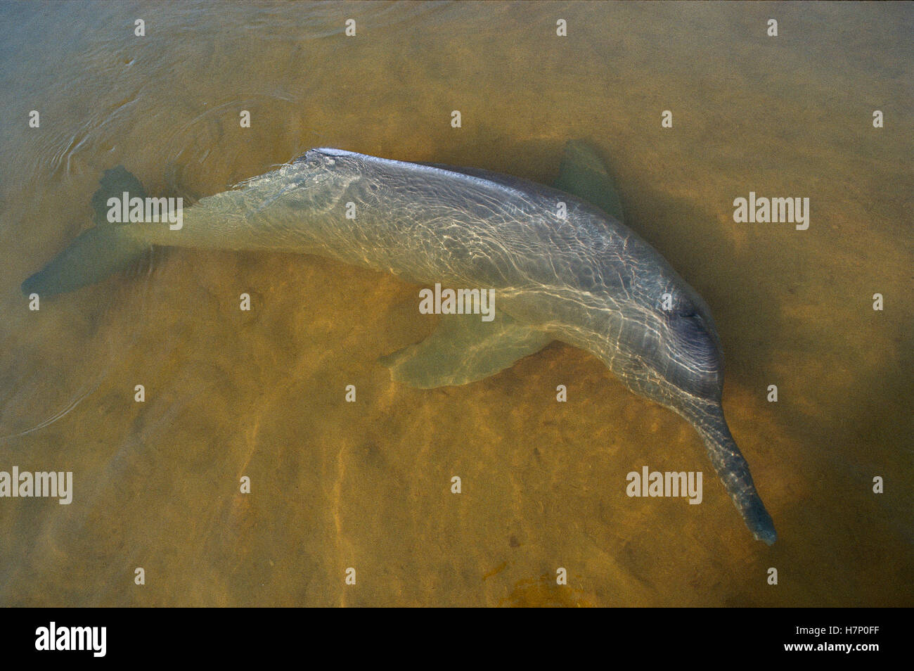 Amazon River Dolphin (Inia geoffrensis) rescued from drying irrigation ...