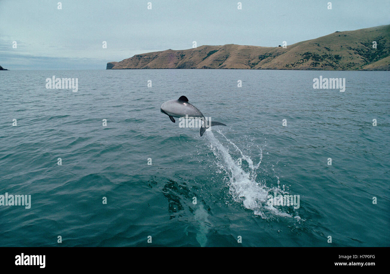 Hector's Dolphin (Cephalorhynchus hectori) leaping near entrance to ...