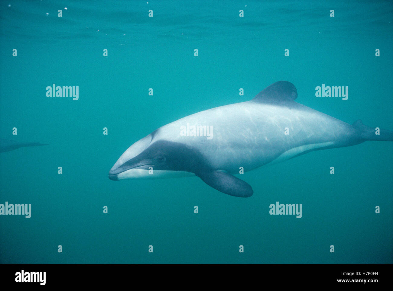 Hector's Dolphin (Cephalorhynchus hectori) underwater portrait, New ...