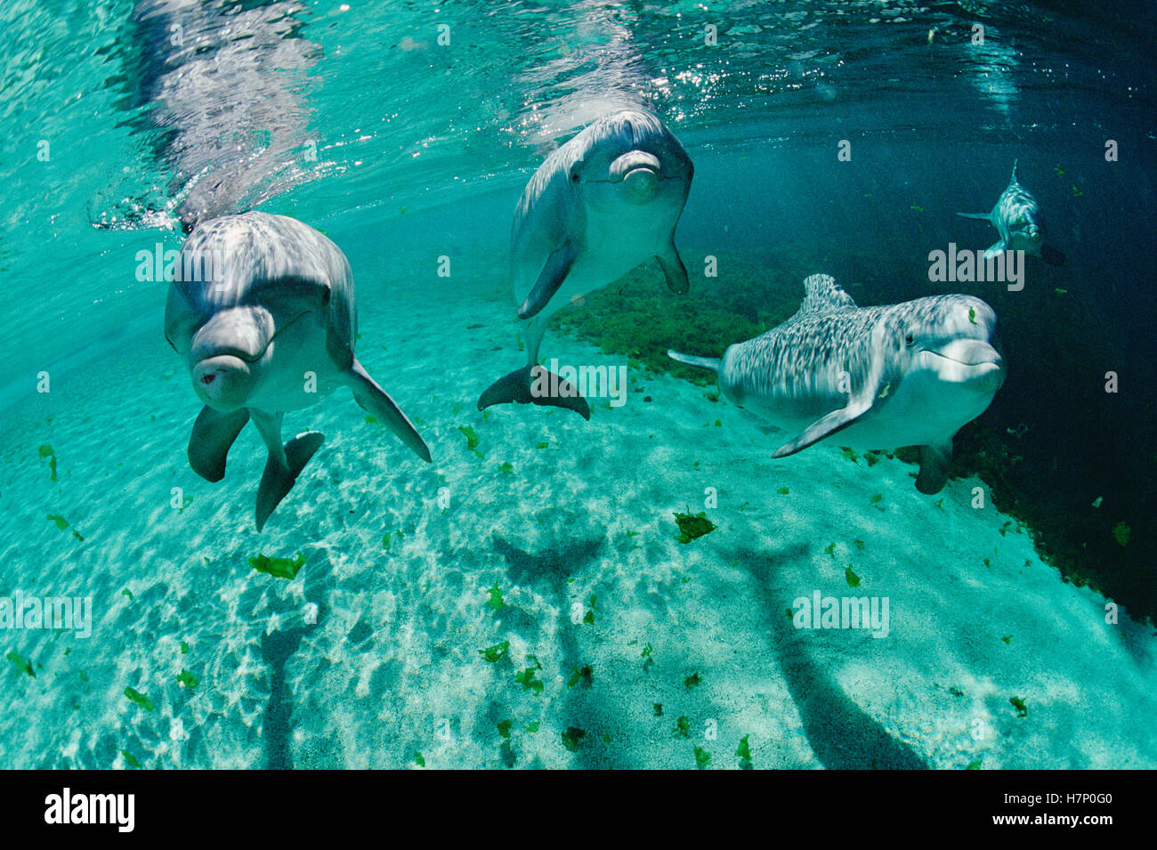 Bottlenose Dolphin (Tursiops truncatus) trio underwater, Waikoloa Hyatt, Hawaii Stock Photo - Alamy