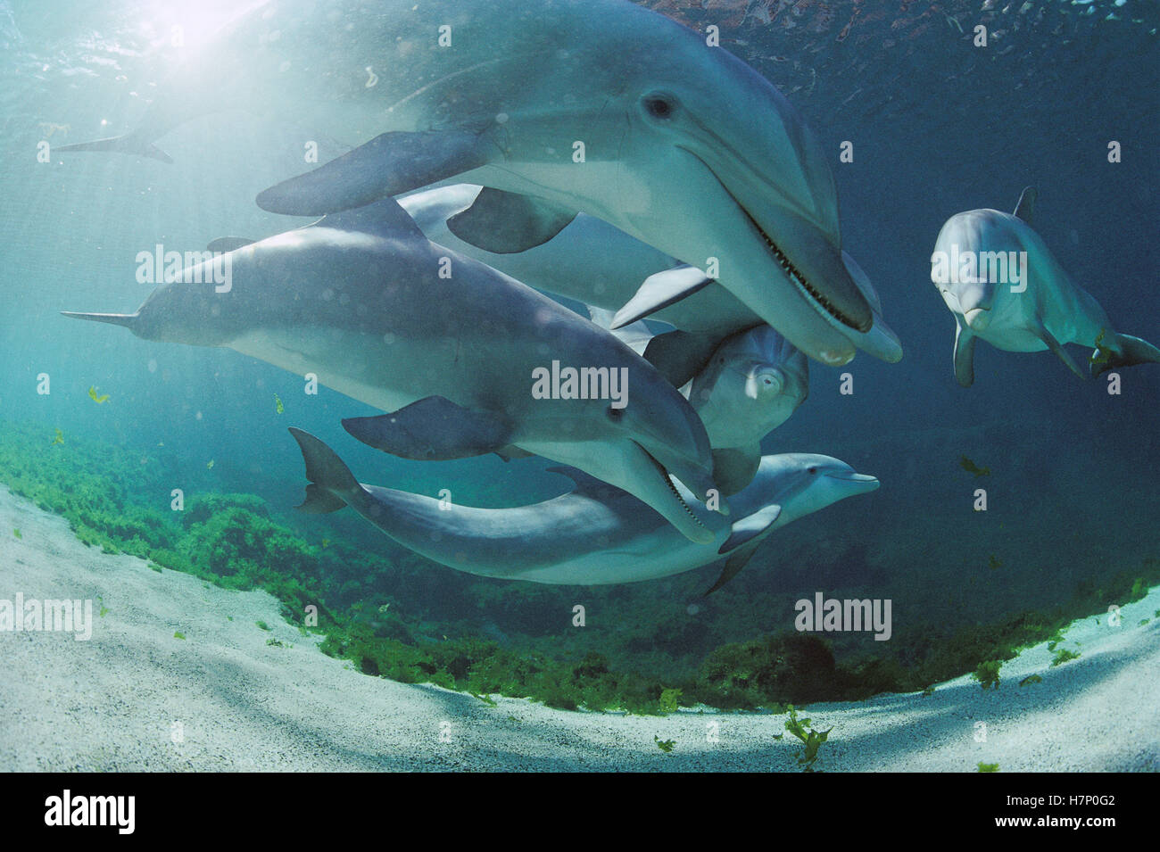 Bottlenose Dolphin (Tursiops truncatus) group, Waikoloa Hyatt, Hawaii ...