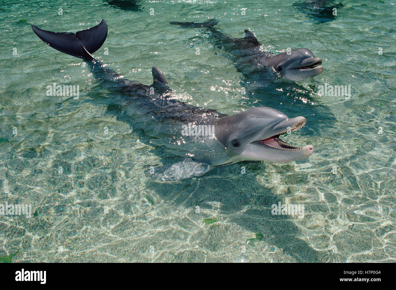 Bottlenose Dolphin (Tursiops truncatus) pair in shallow lagoon ...