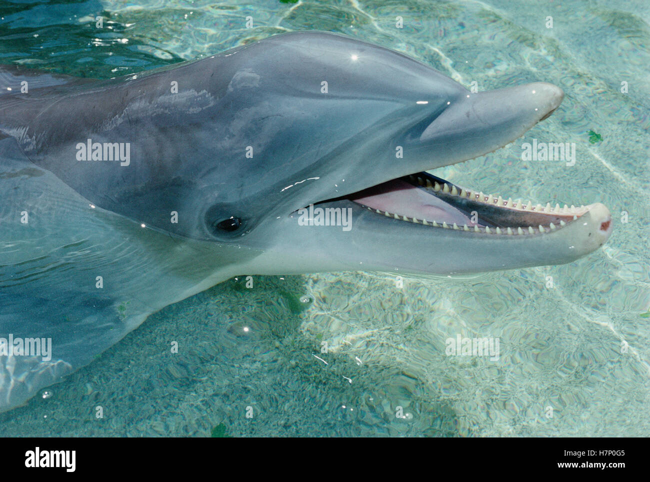 Bottlenose Dolphin (Tursiops truncatus) portrait, Waikoloa Hyatt ...