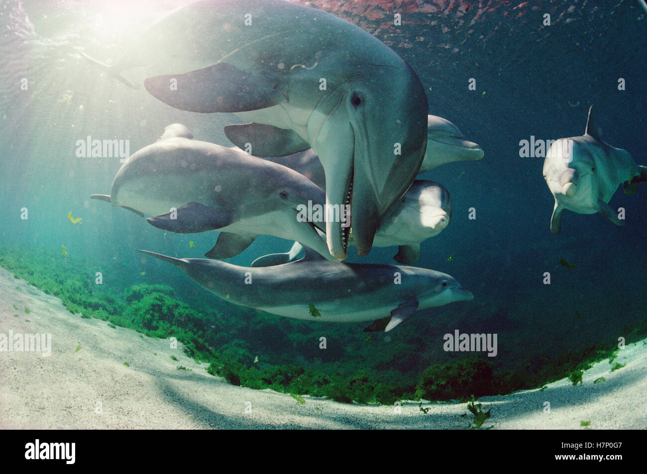 Bottlenose Dolphin (Tursiops truncatus) group underwater, captive ...