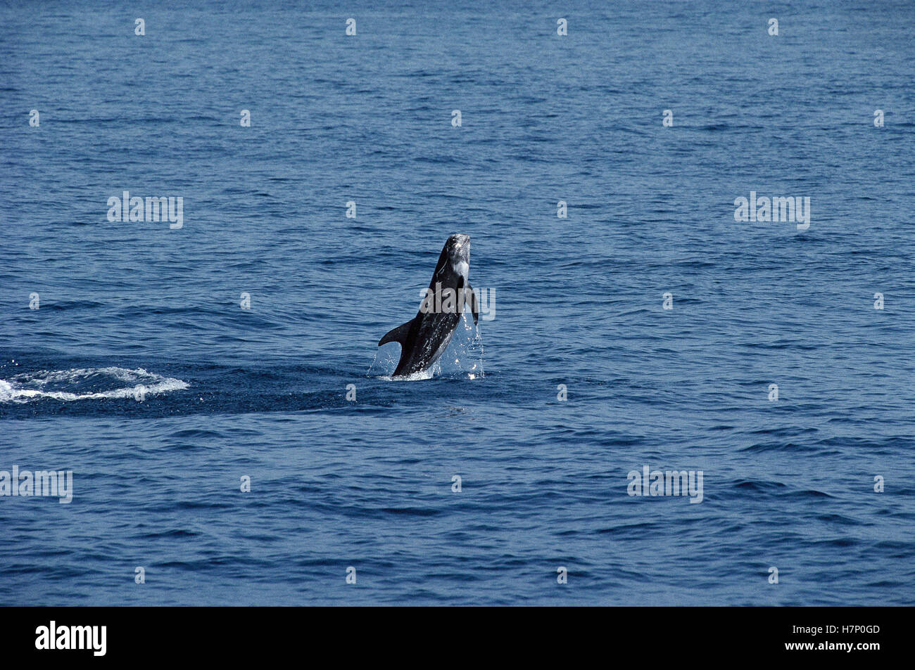 Risso's Dolphin (Grampus giseus) jumping out of water, Costa Rica Stock ...