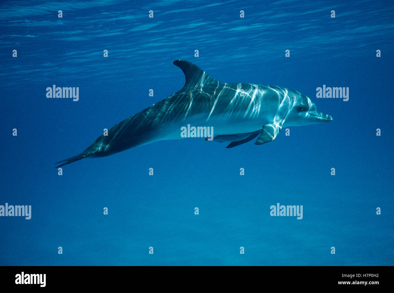Atlantic Spotted Dolphin (Stenella frontalis) underwater portrait with ...