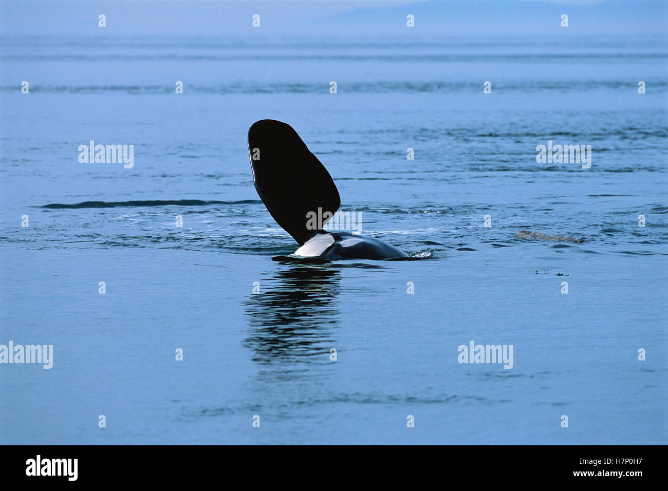 Orca (Orcinus orca) rolling in water with flipper exposed, Alaska Stock ...