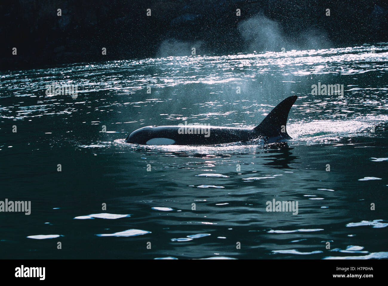 Orca (Orcinus orca) surfacing, Alaska Stock Photo - Alamy