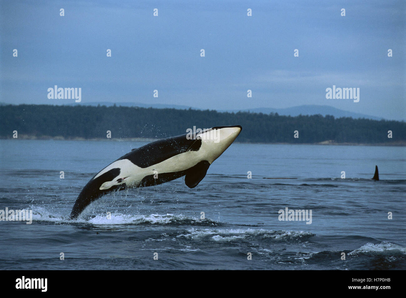 Orca (Orcinus orca) breaching, Alaska Stock Photo - Alamy
