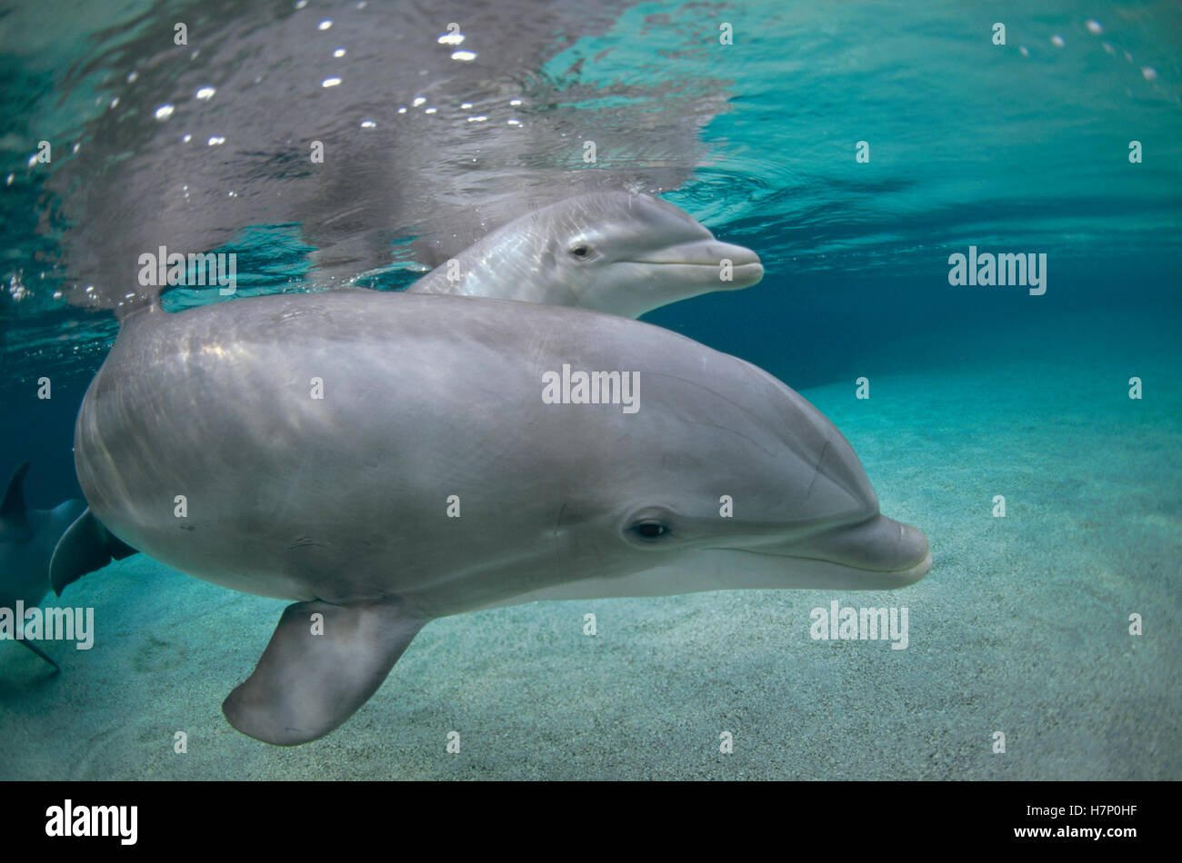 Bottlenose Dolphin (Tursiops truncatus) captive animal, Waikoloa Hyatt ...