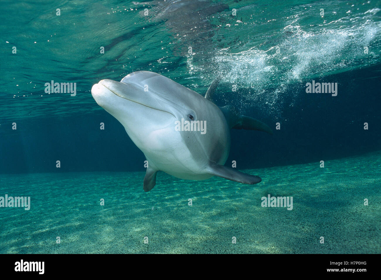 Bottlenose Dolphin (Tursiops truncatus) captive animal, Waikoloa Hyatt ...