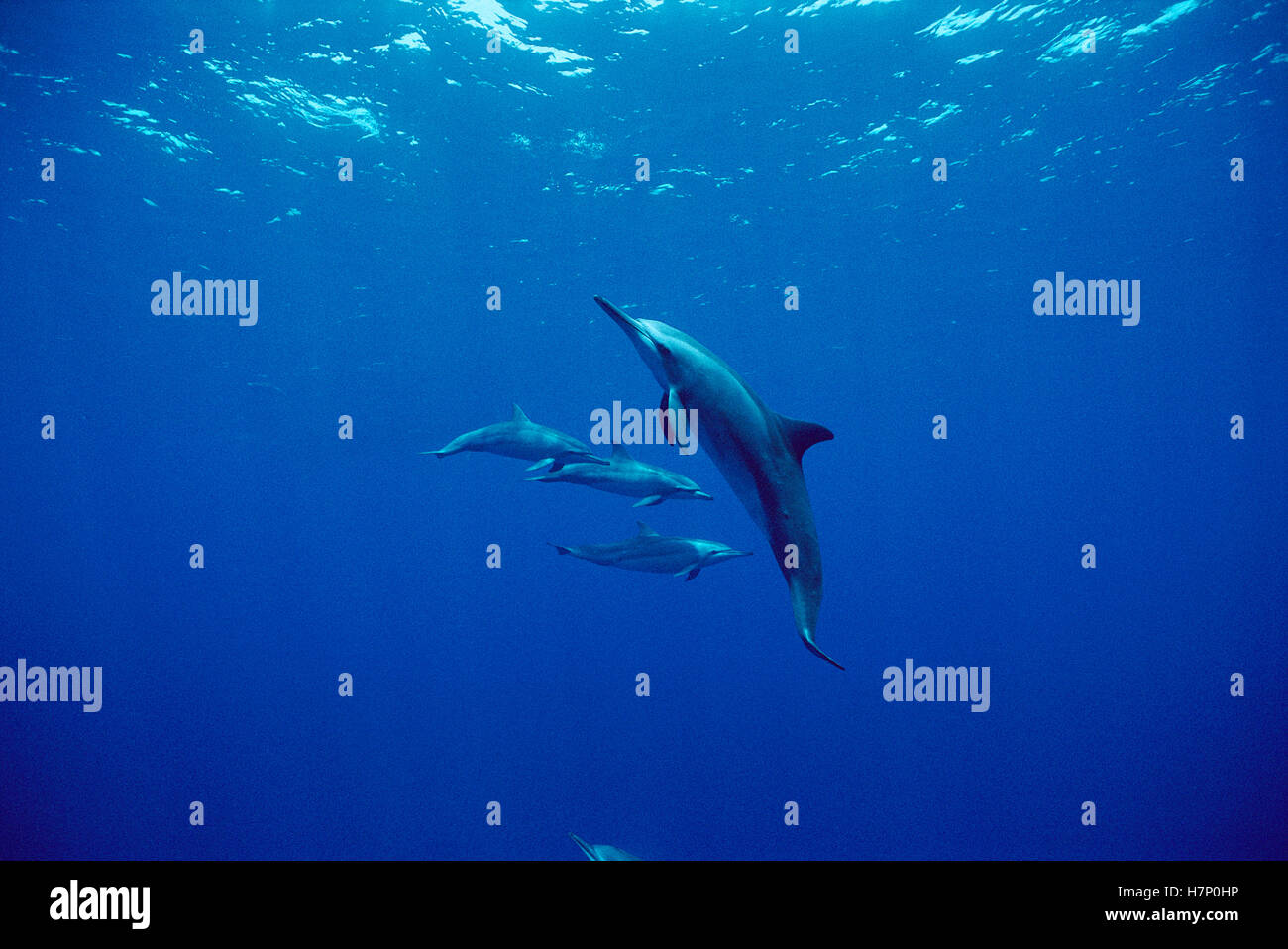 Spinner Dolphin (Stenella longirostris) group swimming near ocean's ...