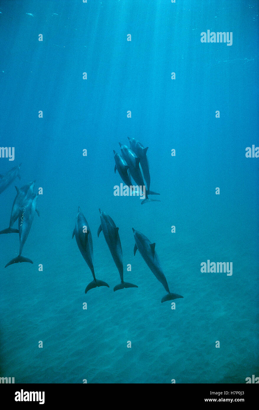Spinner Dolphin (Stenella longirostris) pod of nine animals underwater ...