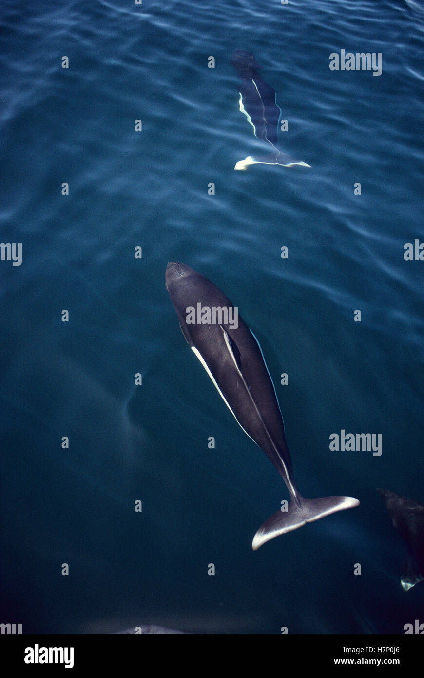 Dall's Porpoise (Phocoenoides dalli) pair surfacing, Monterey Bay ...