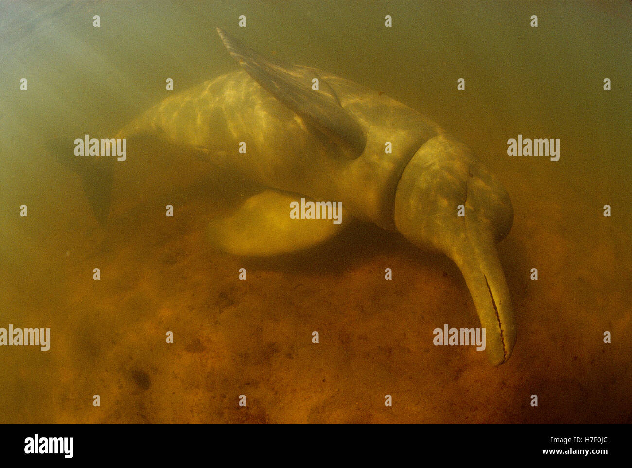 Amazon River Dolphin (Inia geoffrensis) rescued from drying irrigation ...